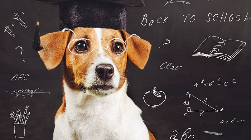 You Wouldn t Believe That These Animals Can Do Maths Part 1 