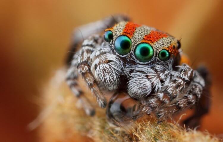 Spiders To Inspire A More Compact System Of Depth-Sensing Cameras ...