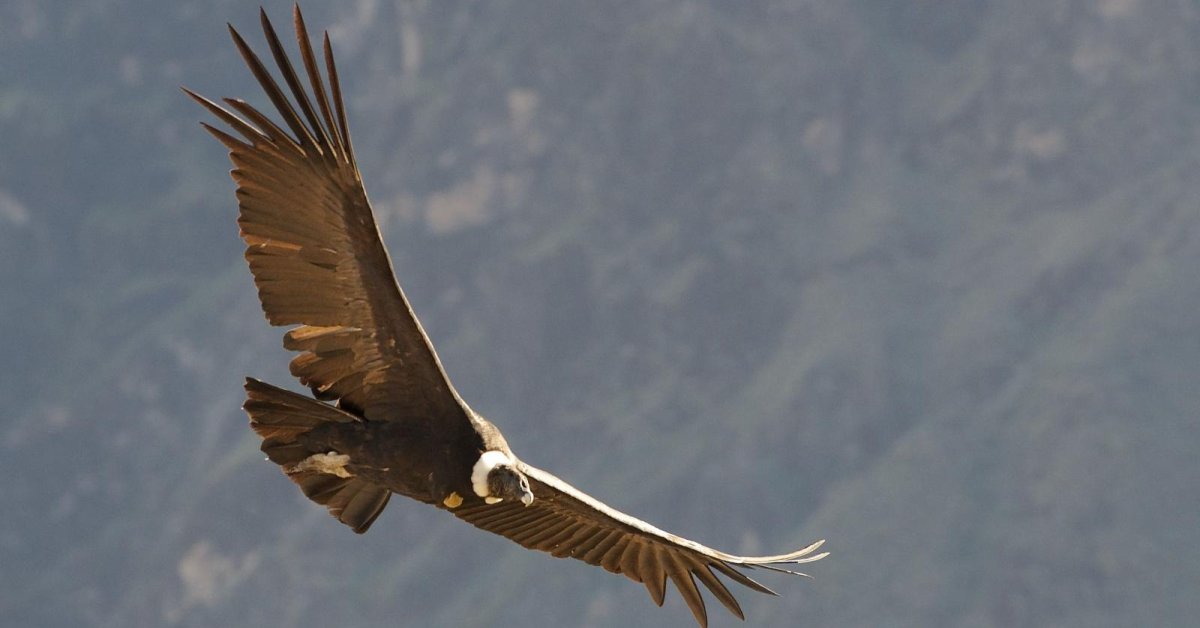 This Bird Flaps Its Wings Just Once To Fly Over 160 Kilometers ...