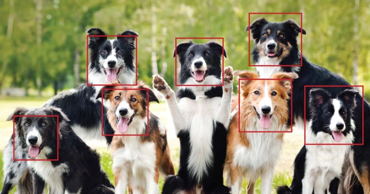 An AI System Developed To Detect And Track Street Dogs For Vaccination ...