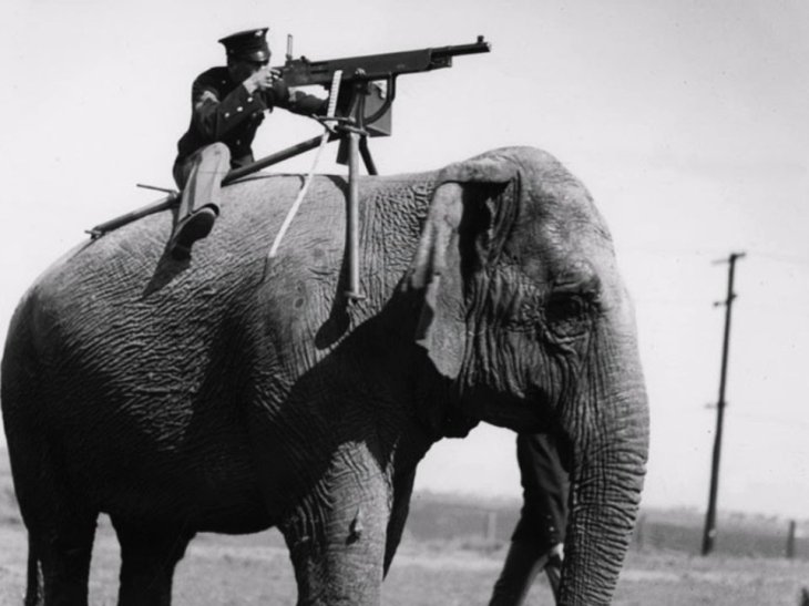 10 Animals That Have Been Trained And Used In The Military (Part 1 ...