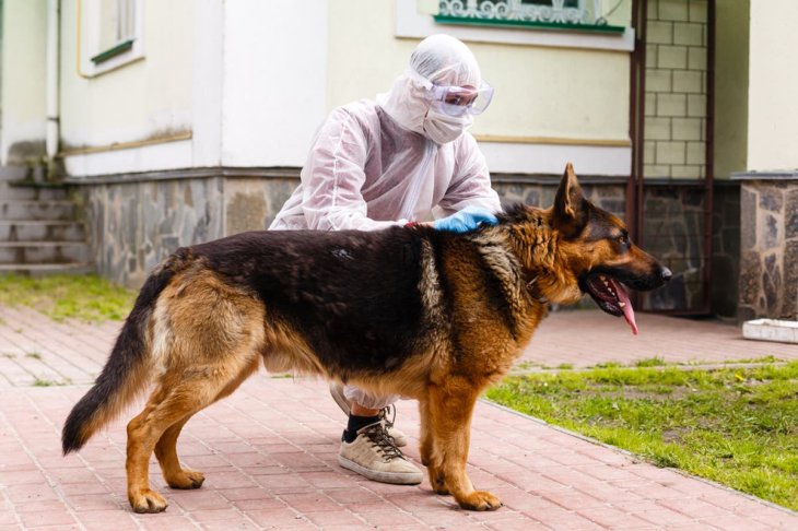 German Sniffer Dogs Can Detect COVID-19 Patients With Great Accuracy ...